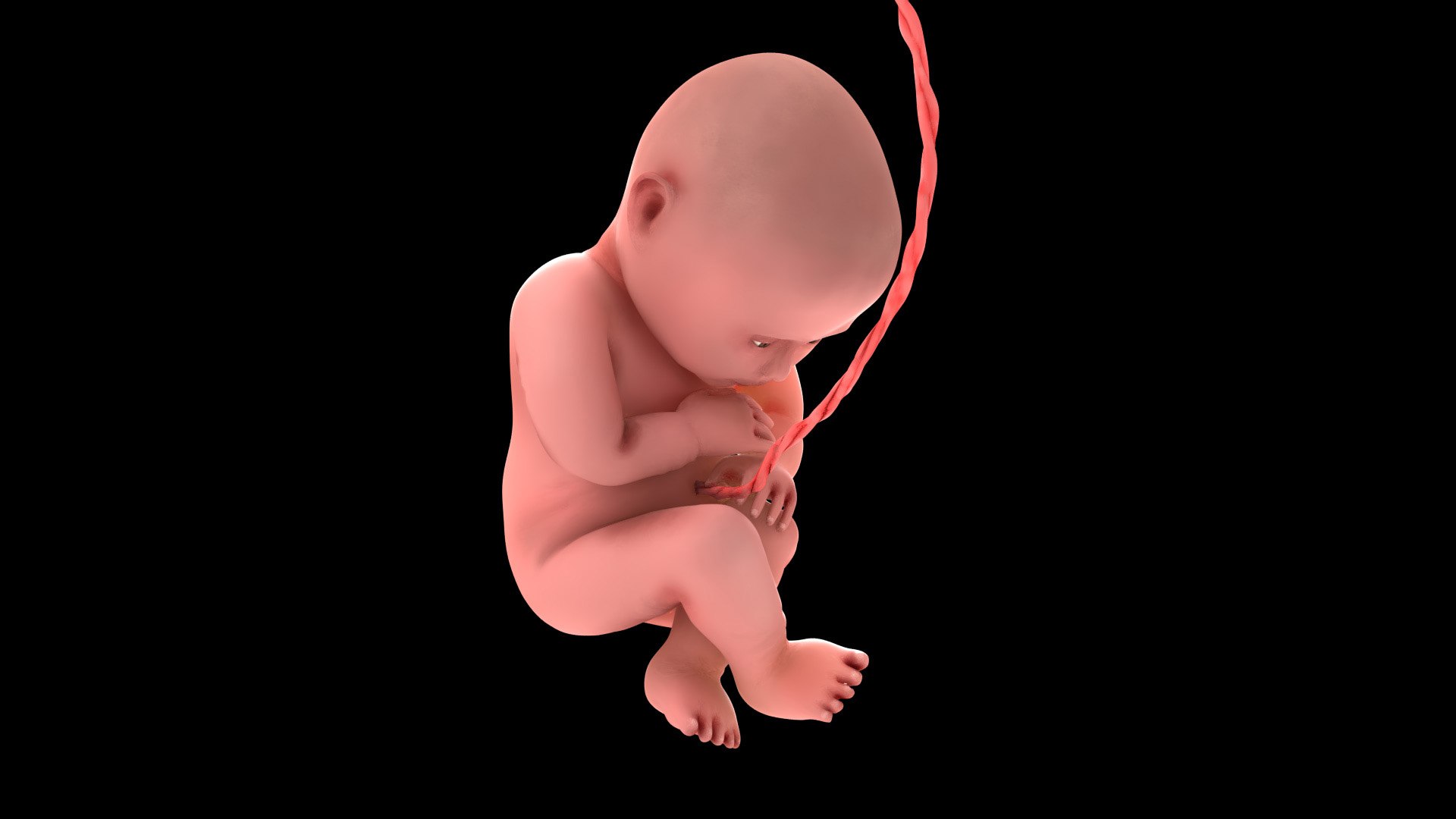 Human Fetus 40 Weeks Model - TurboSquid 2036299