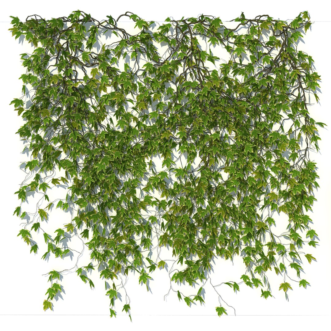 Ivy Wall 12 3D - TurboSquid 1891454