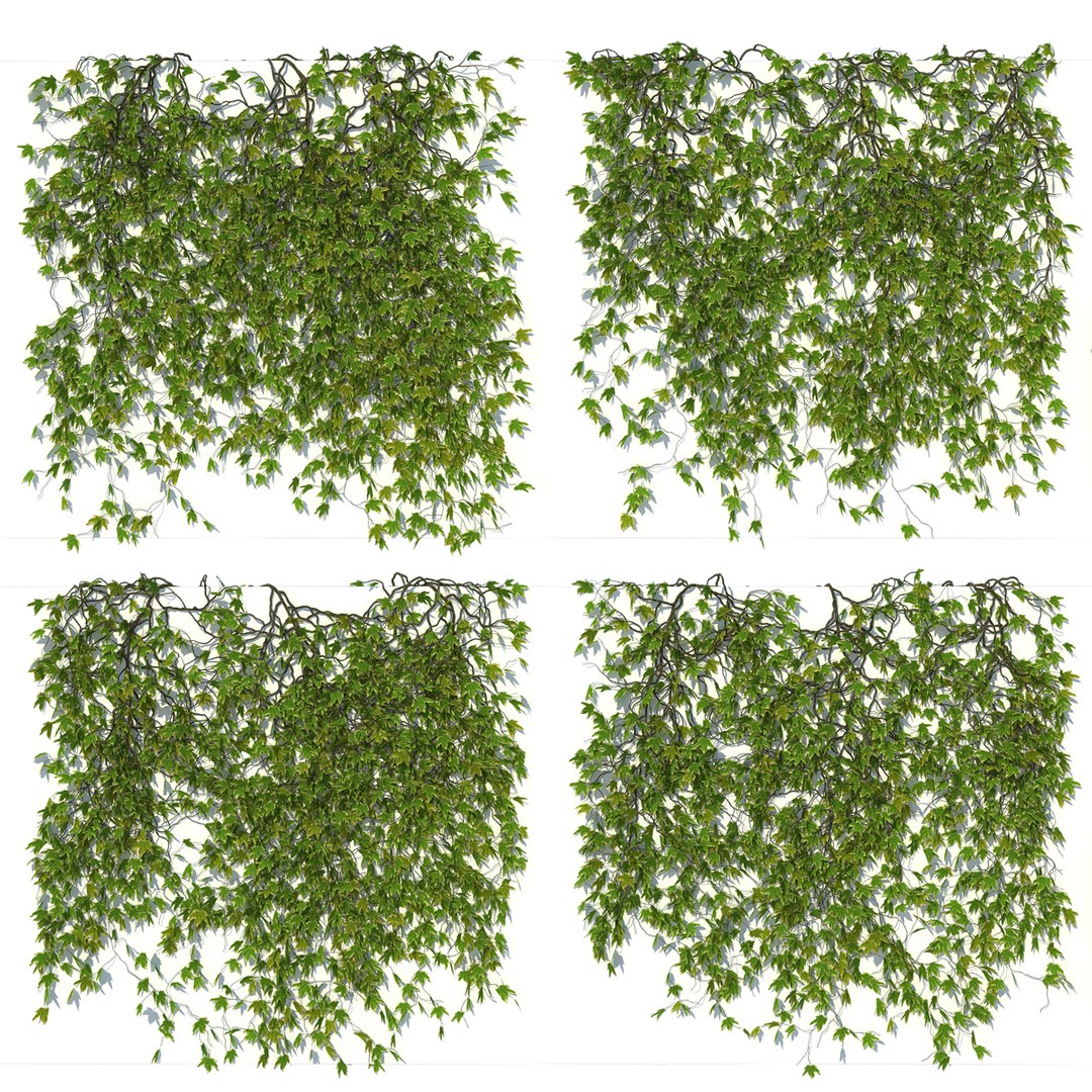 Ivy Wall 12 3D - TurboSquid 1891454
