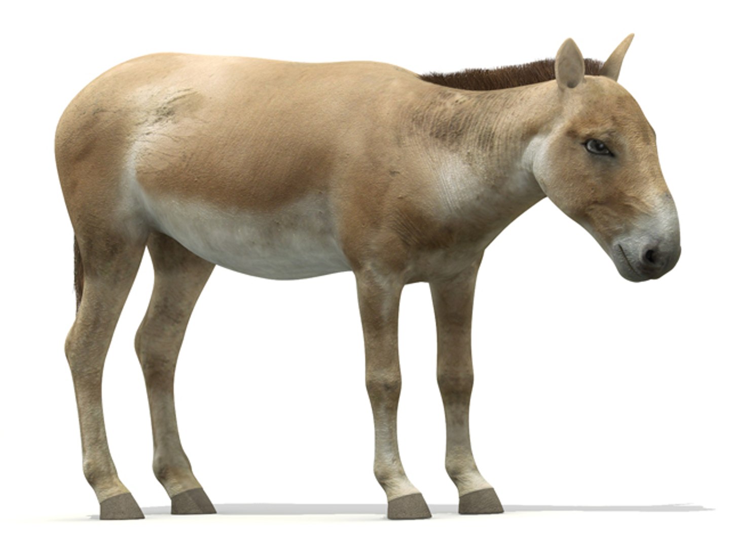 Donkey Blender 3d Model
