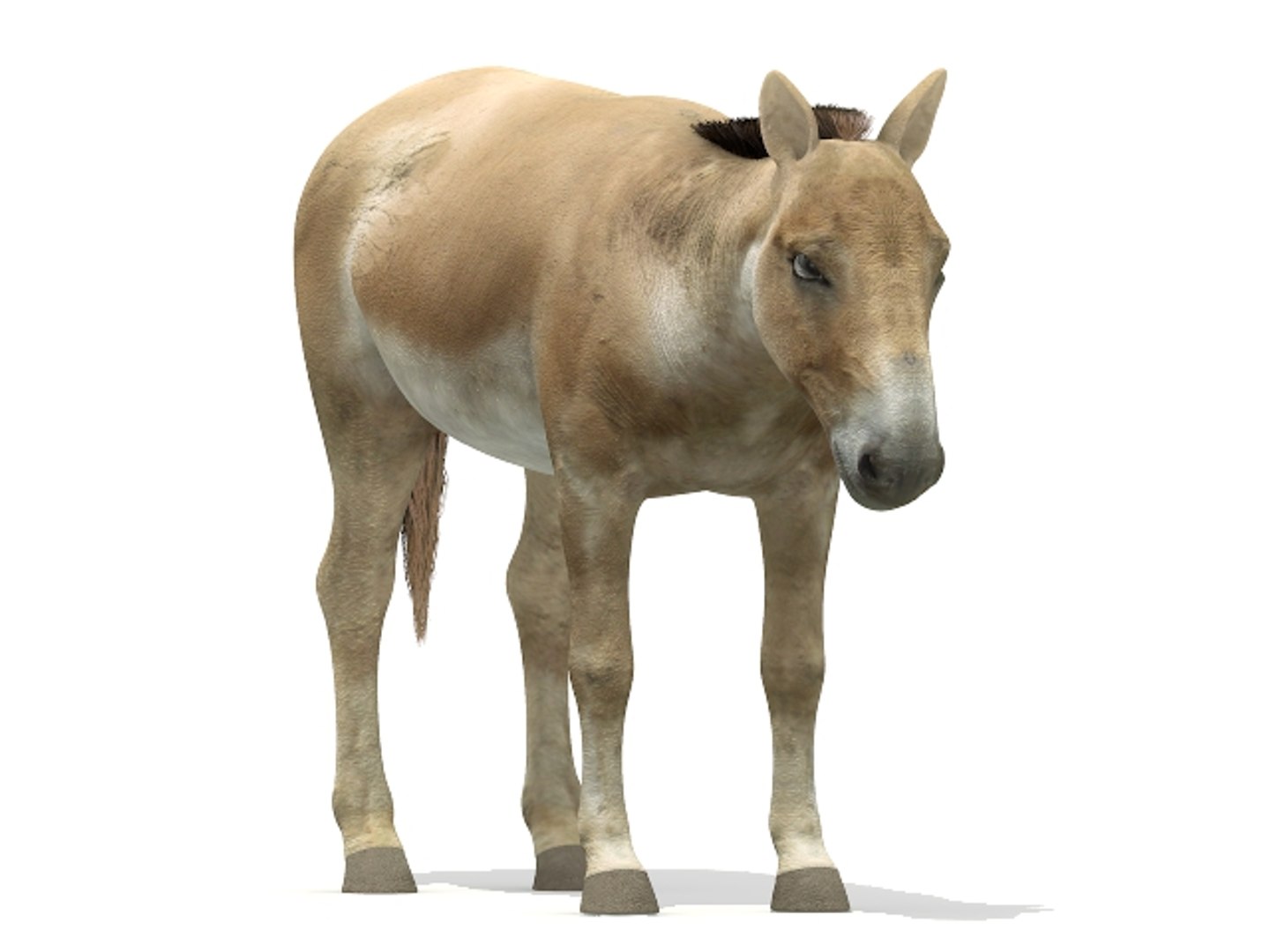 Donkey Blender 3d Model