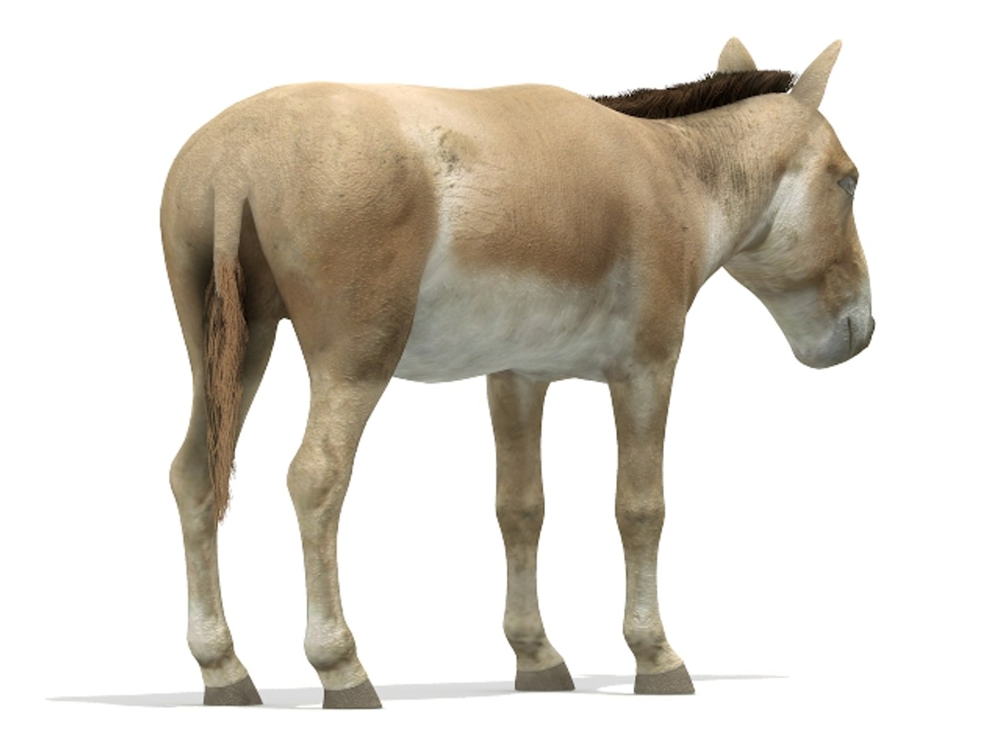 Donkey Blender 3d Model
