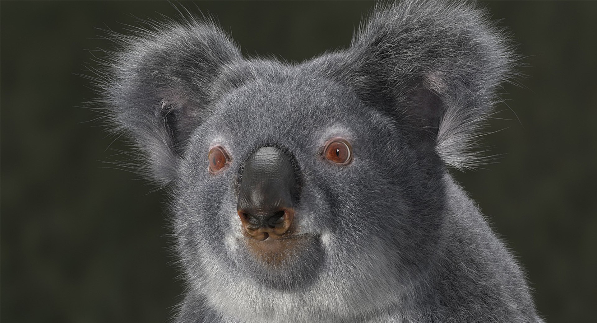 Koala Hair Model - TurboSquid 1415002