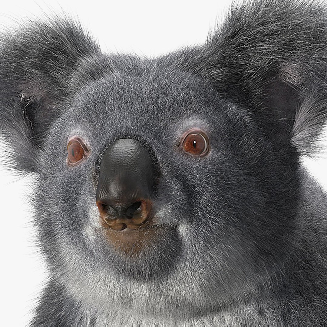 Koala hair model - TurboSquid 1415002