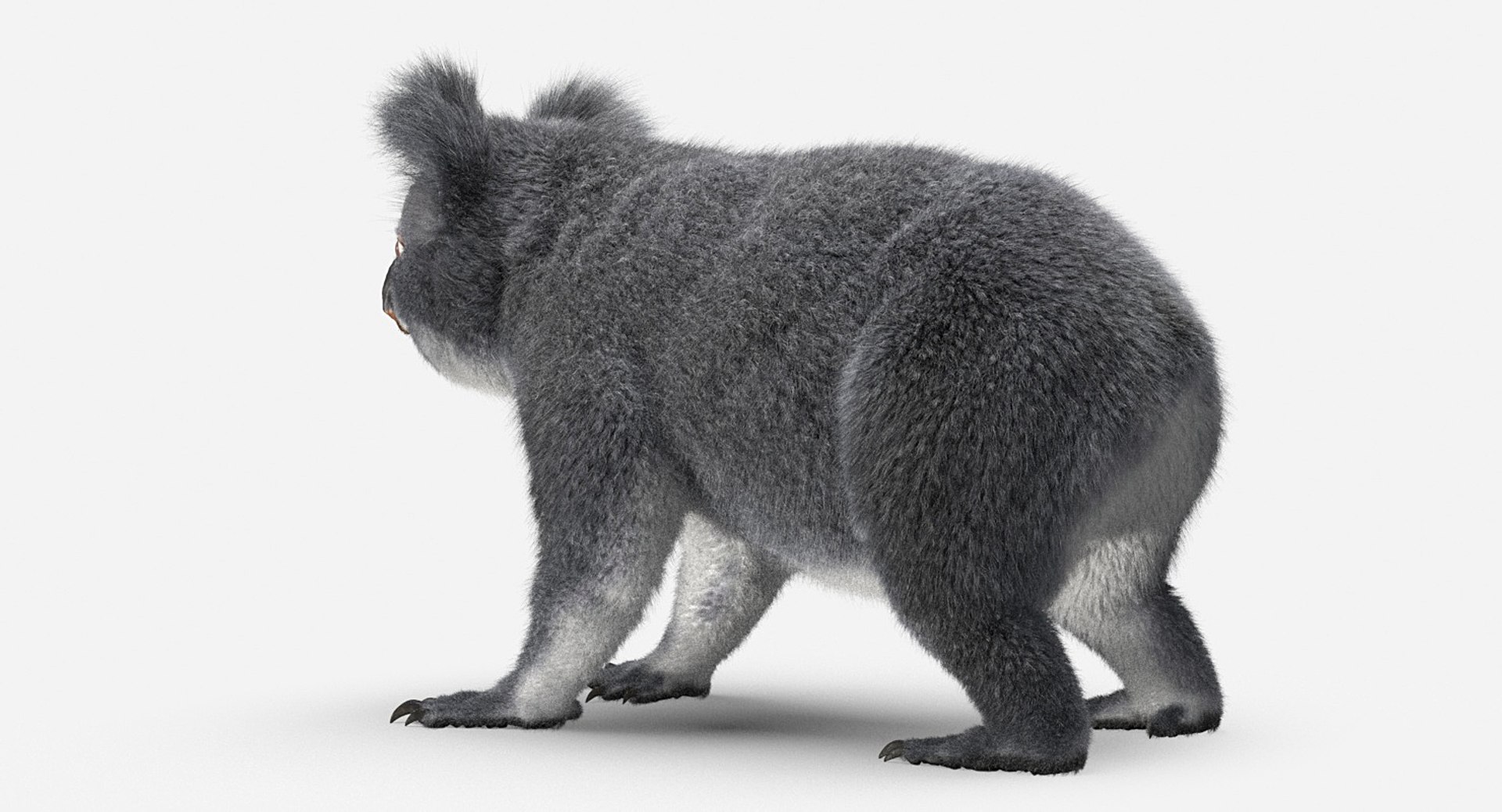 Koala Hair Model - TurboSquid 1415002