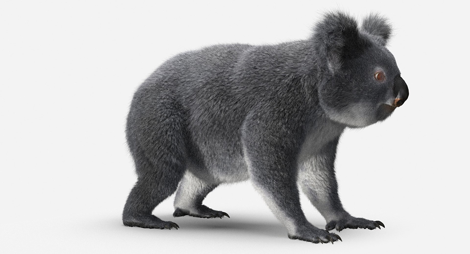 Koala hair model - TurboSquid 1415002