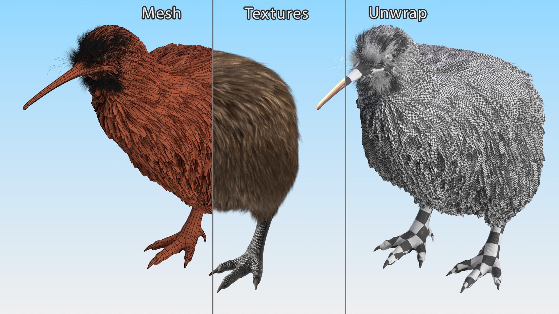 Kiwi Bird Fur Rigged 3D Model - TurboSquid 2104694