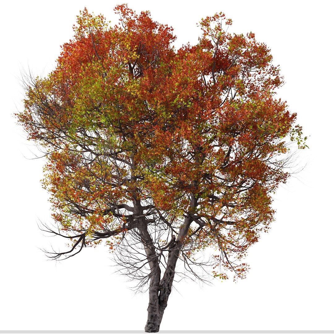 3D Trident Maple Or Acer Buergerianum Tree Model - TurboSquid 1968993