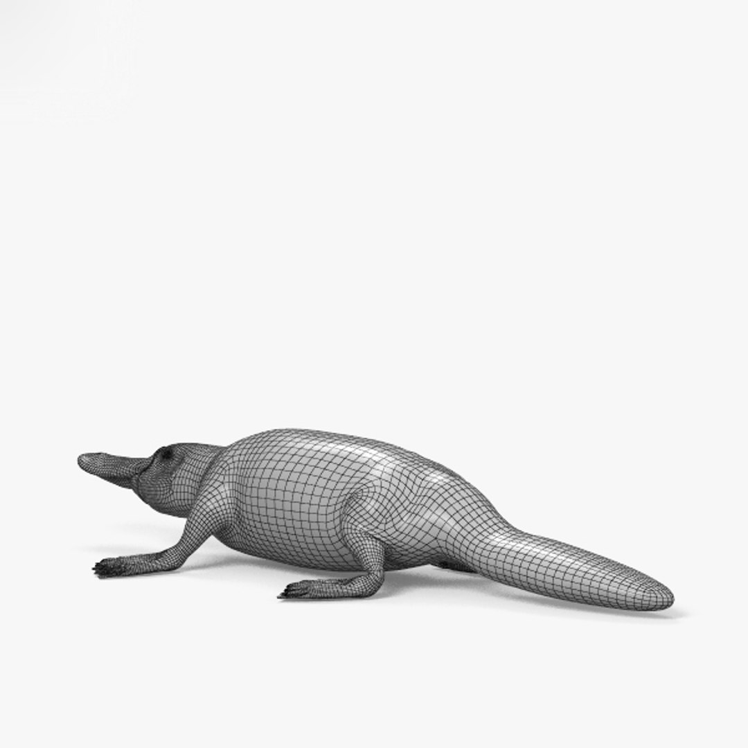 3D platypus ornithorhynchus mammal model - TurboSquid 1401277