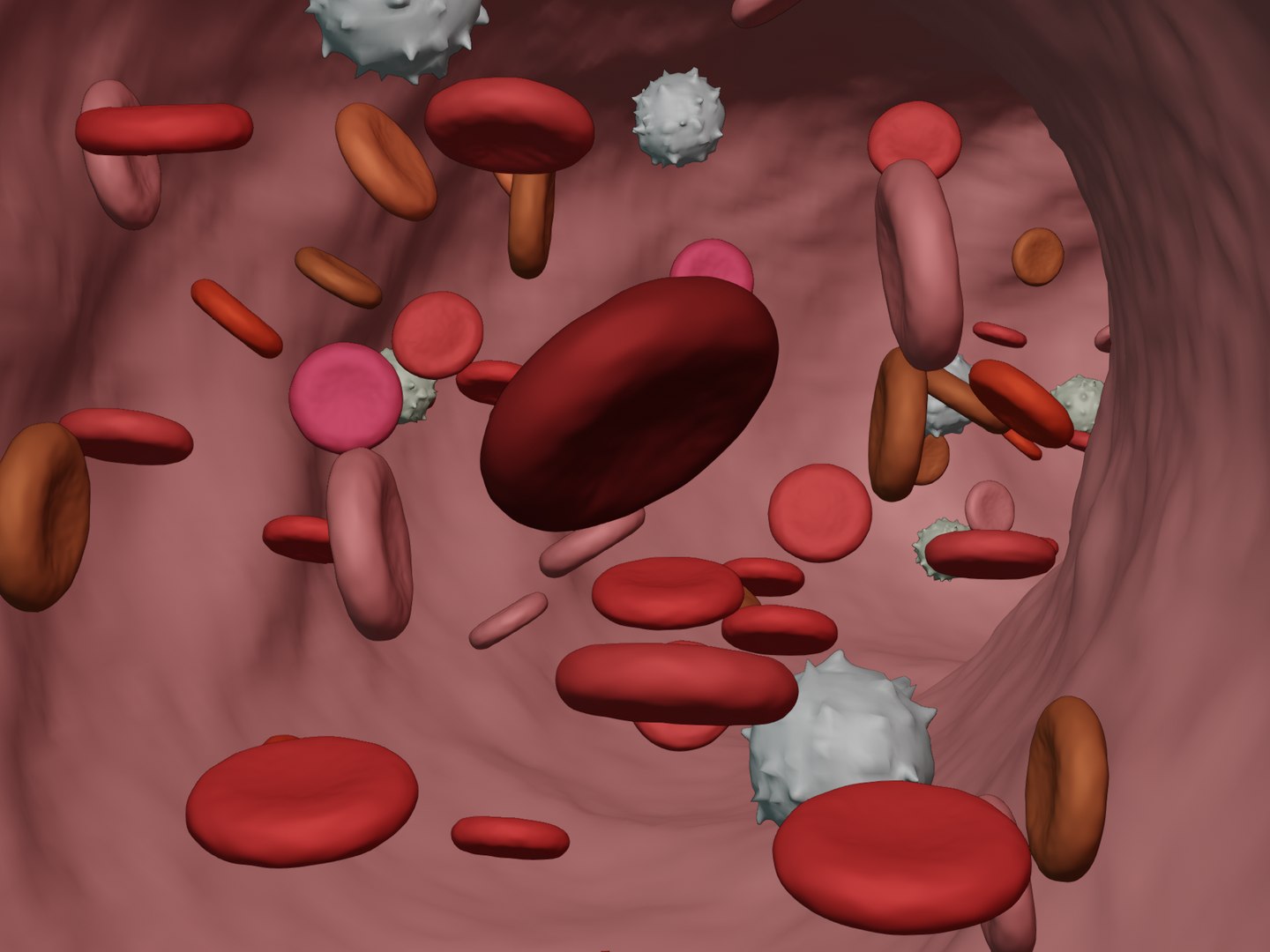 Blood Flow Animation 3D model - TurboSquid 1927321