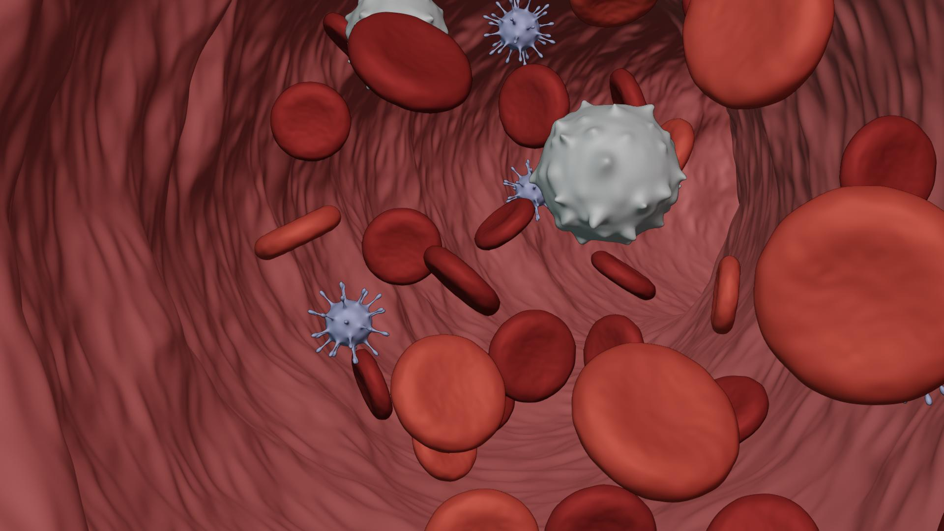 Blood Flow Animation 3D Model - TurboSquid 1927321