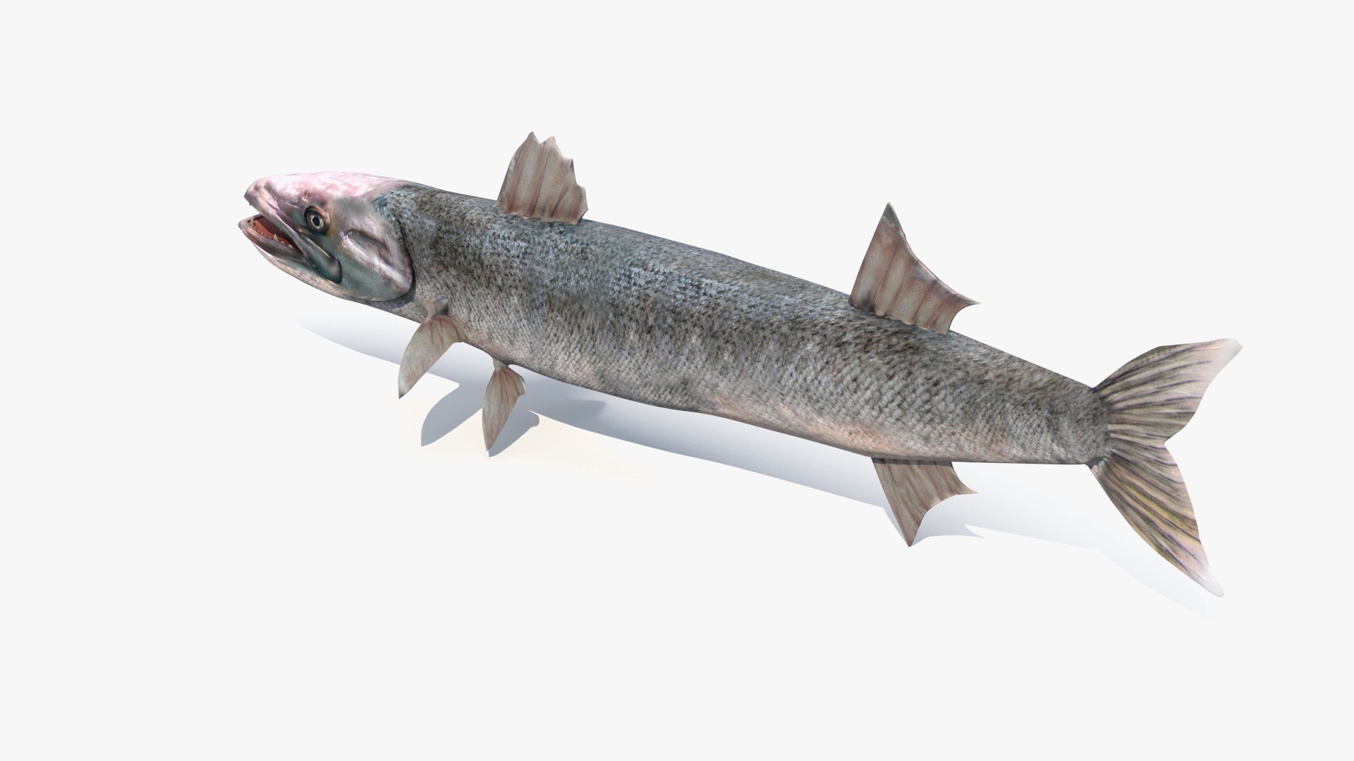3d barracuda fish ray-finned
