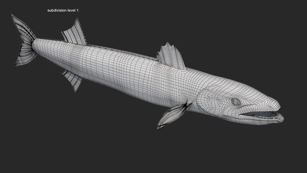 3d barracuda fish ray-finned