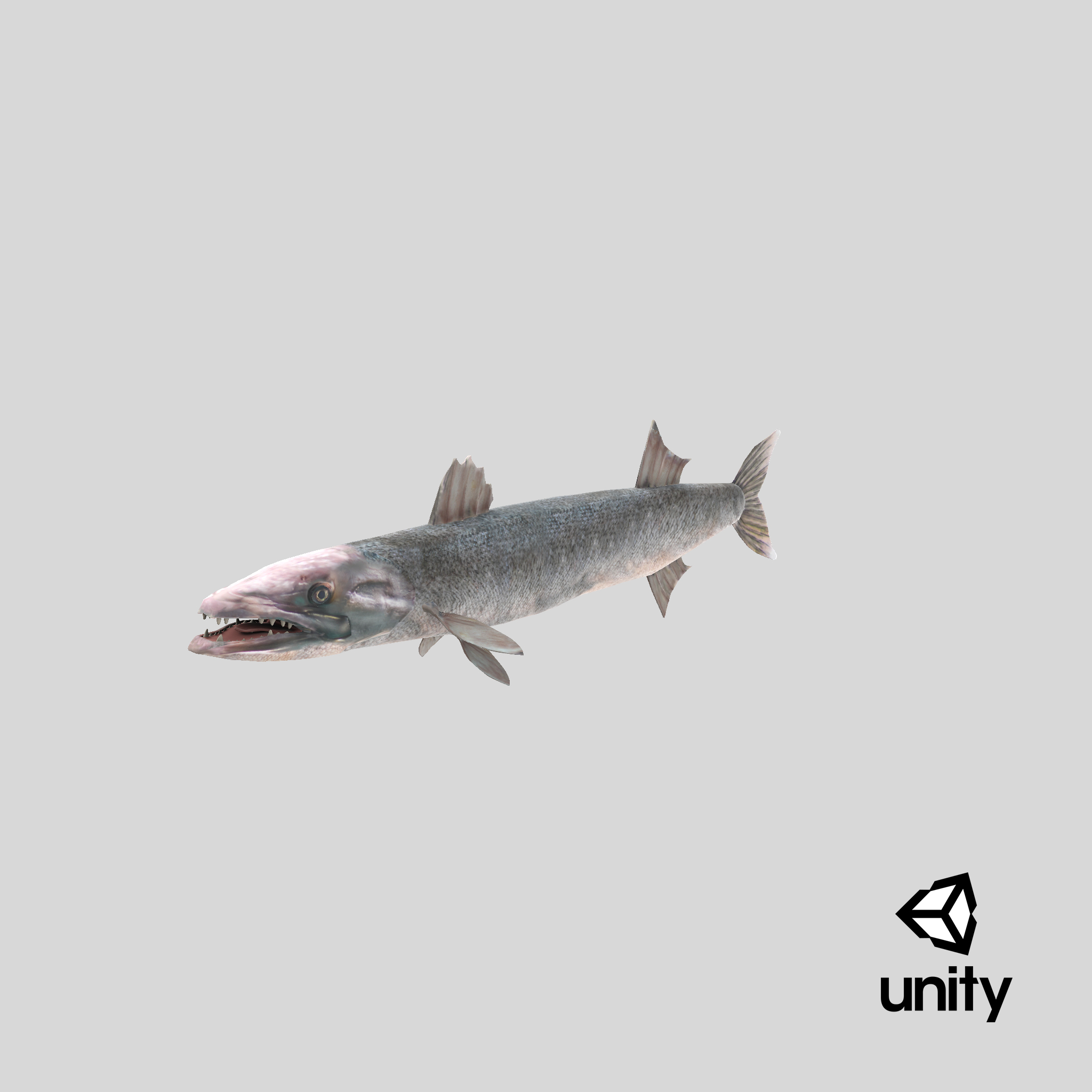 3d barracuda fish ray-finned