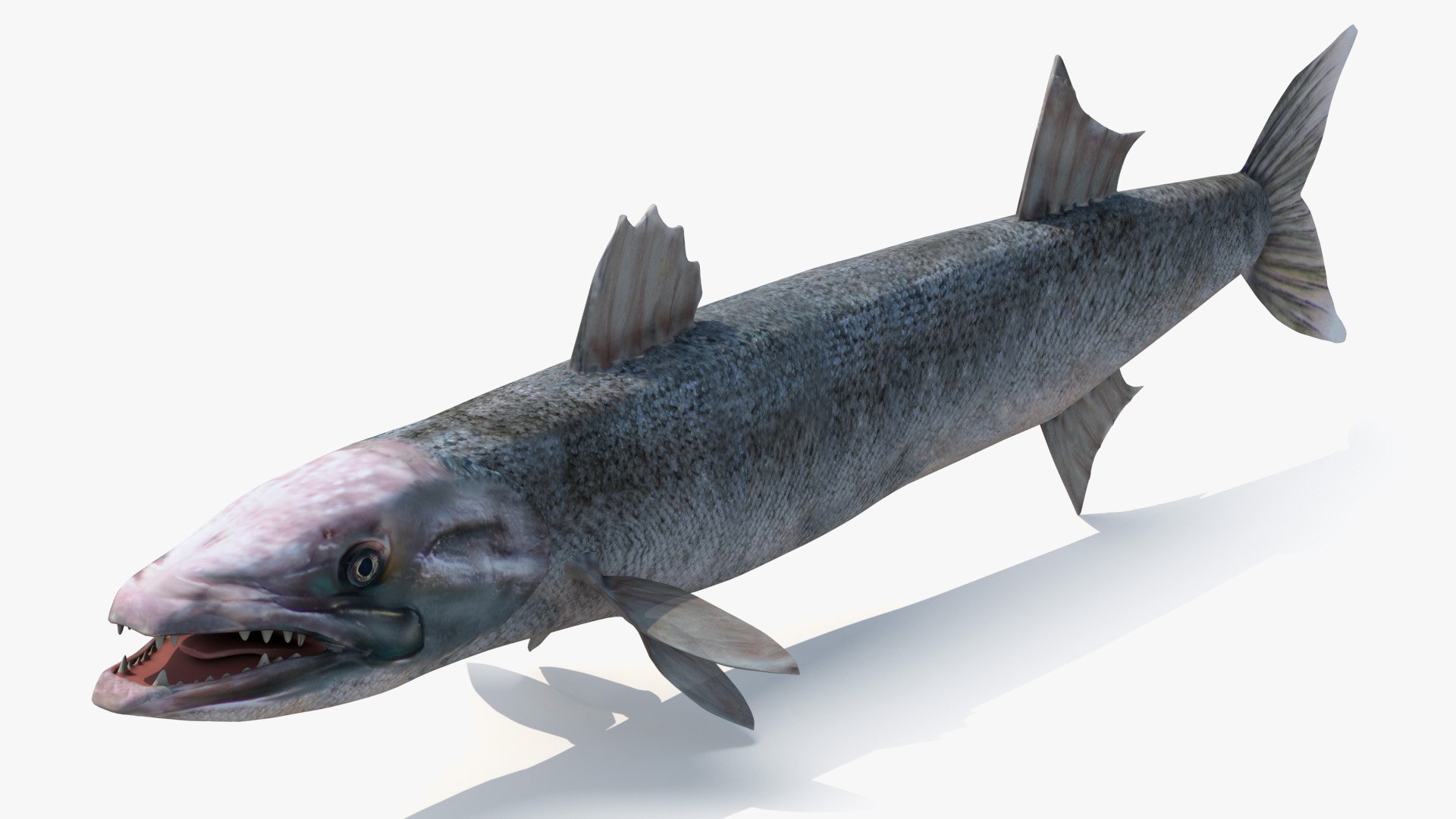 3d barracuda fish ray-finned