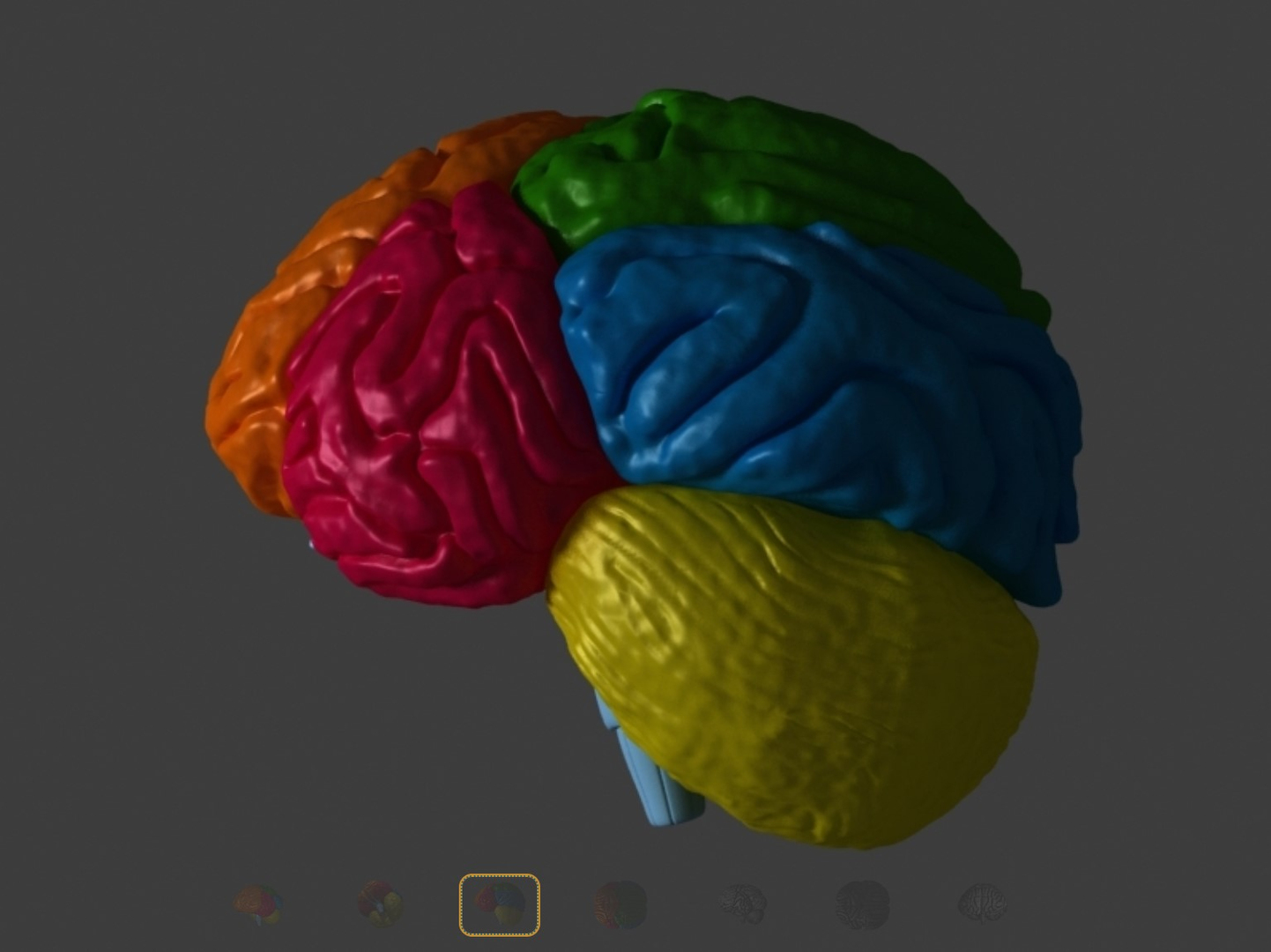 human brain max