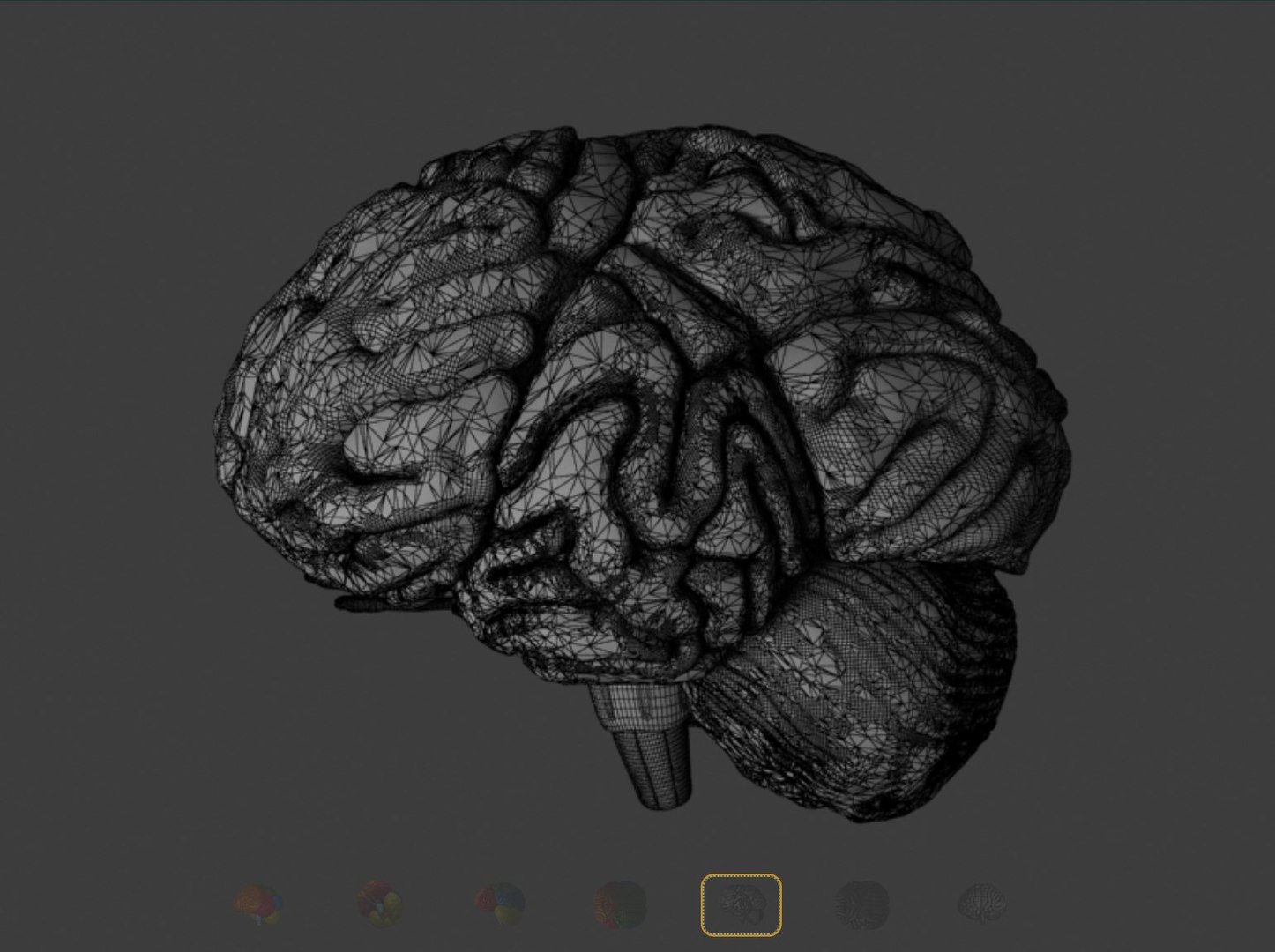 Human Brain Max