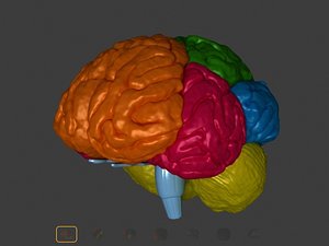 Free 3D Brain Models | TurboSquid