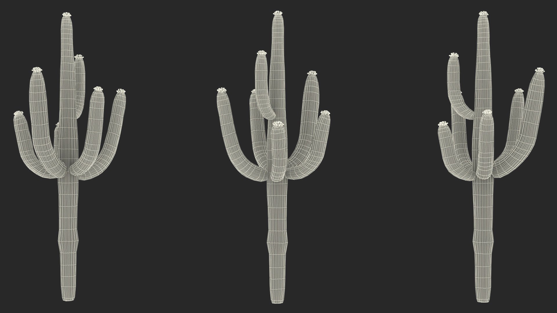 Saguaro Cactus Fur 3D Model - TurboSquid 2168186