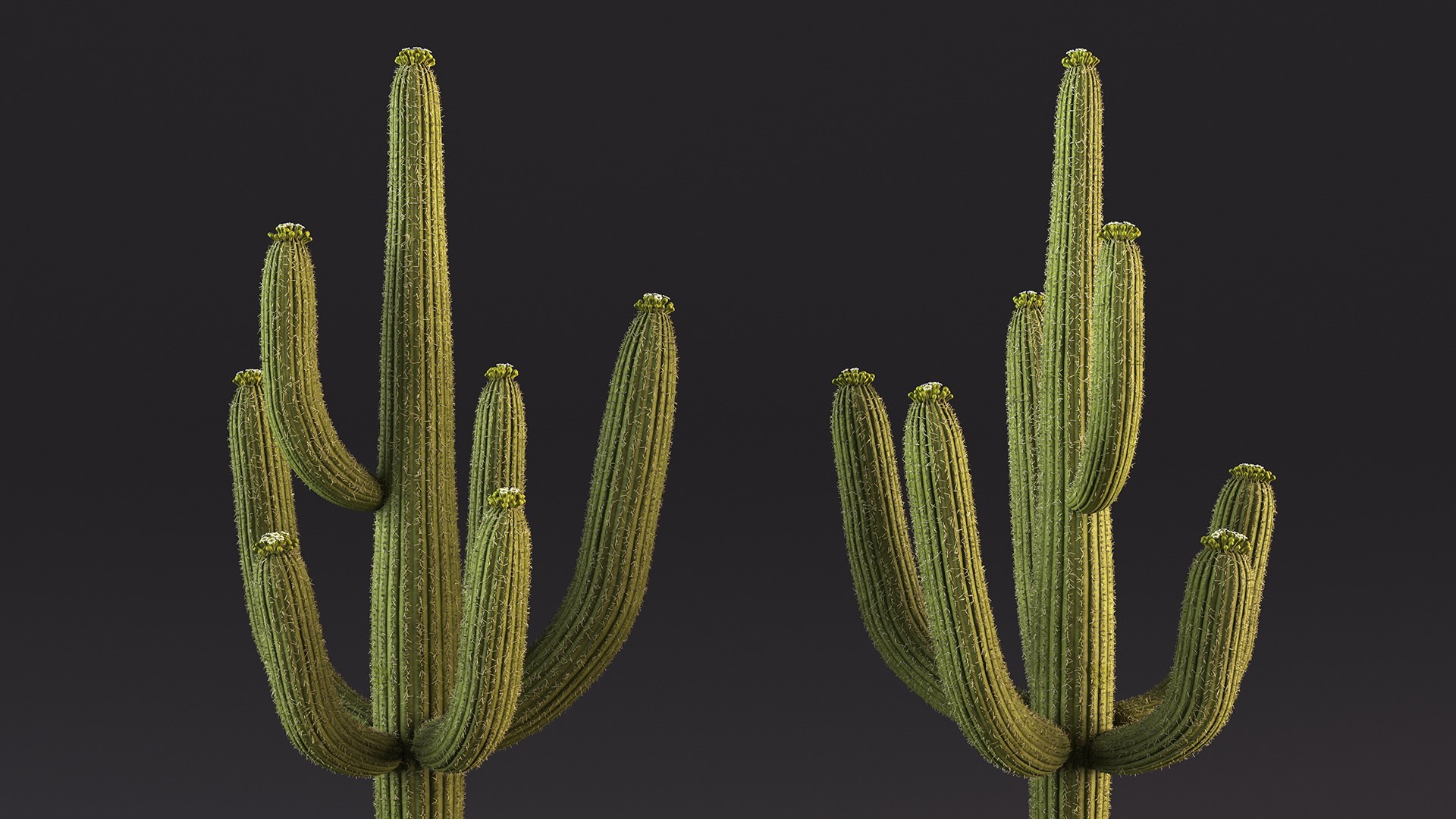 Saguaro Cactus Fur 3D Model - TurboSquid 2168186