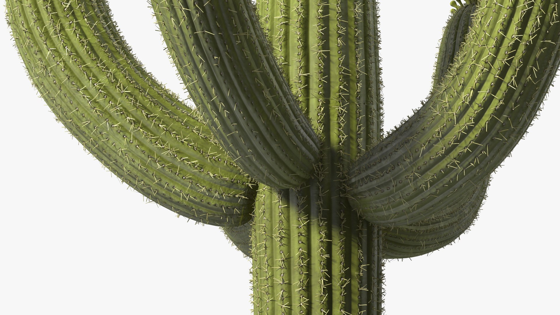 Saguaro Cactus Fur 3D Model - TurboSquid 2168186