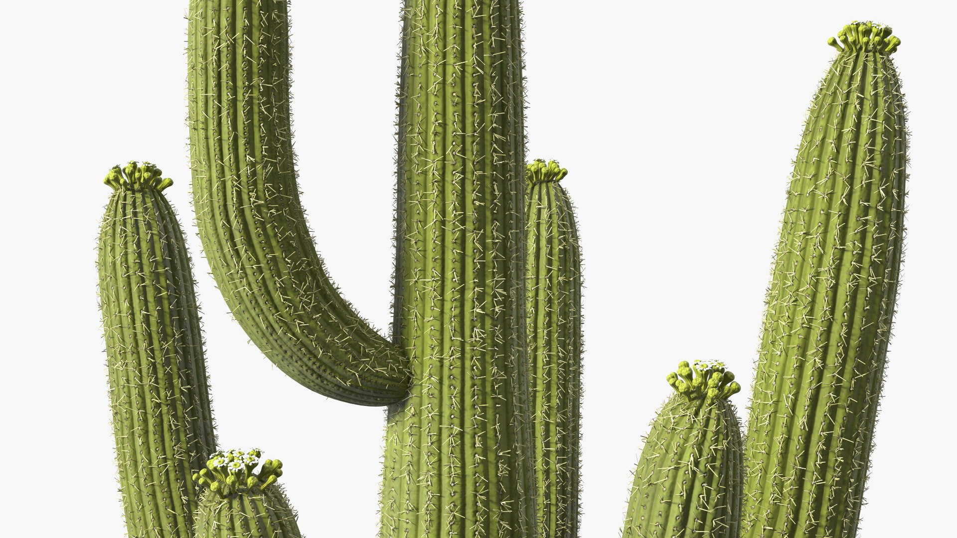 Saguaro Cactus Fur 3D Model - TurboSquid 2168186