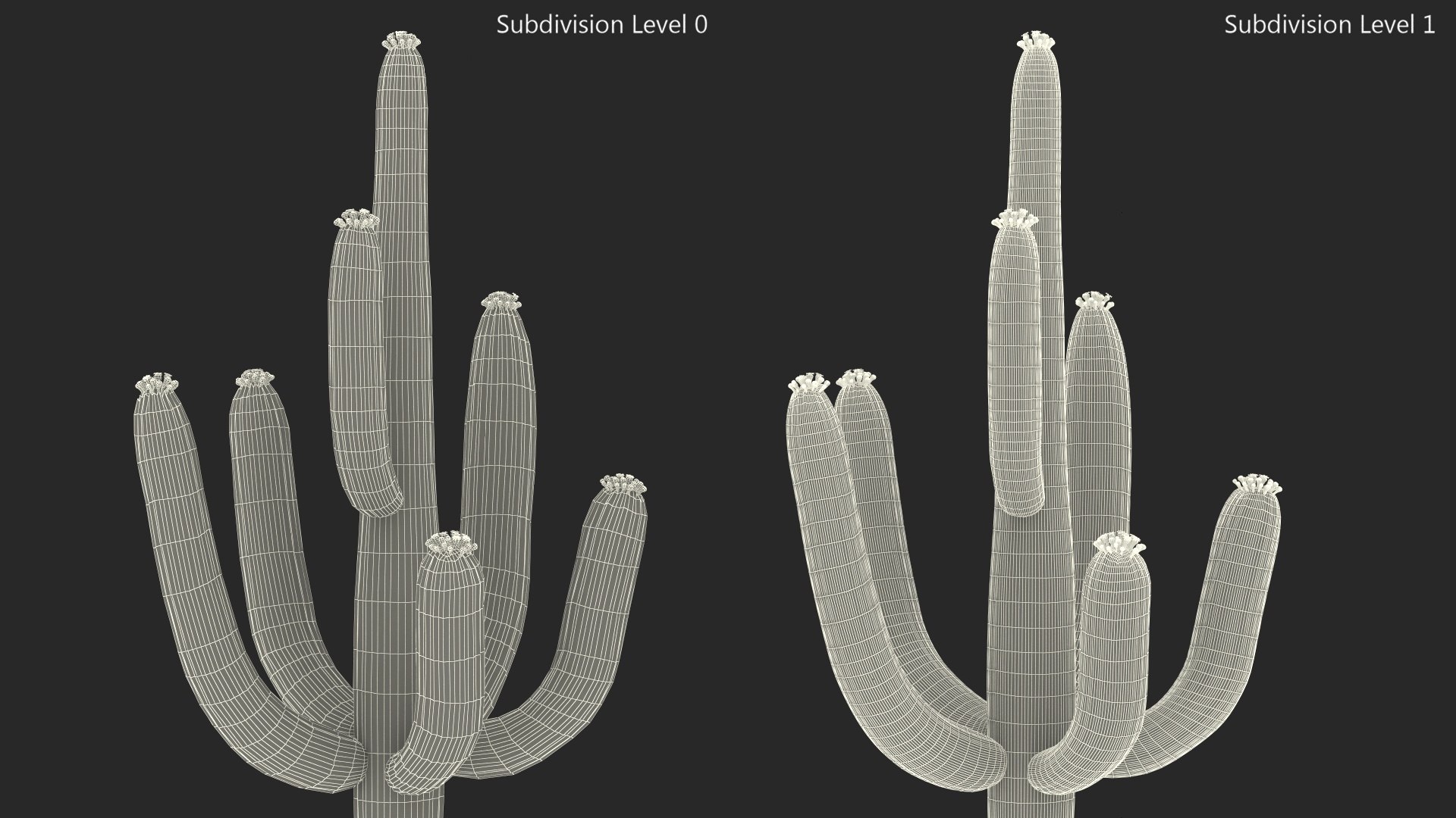 Saguaro Cactus Fur 3D Model - TurboSquid 2168186