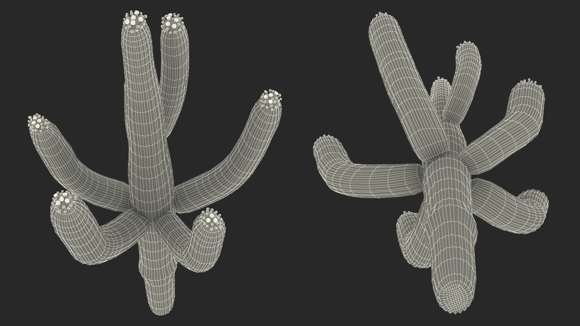 Saguaro Cactus Fur 3D model - TurboSquid 2168186