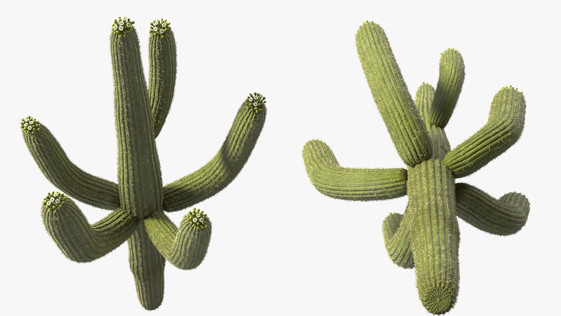 Saguaro Cactus Fur 3D model - TurboSquid 2168186