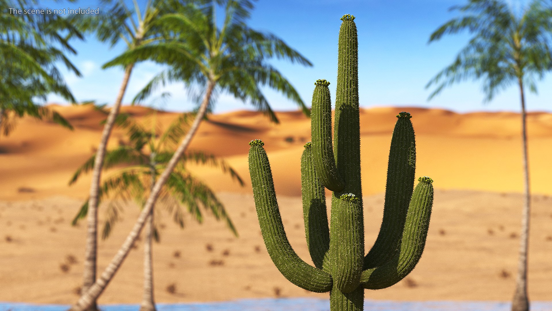 Saguaro Cactus Fur 3D Model - TurboSquid 2168186