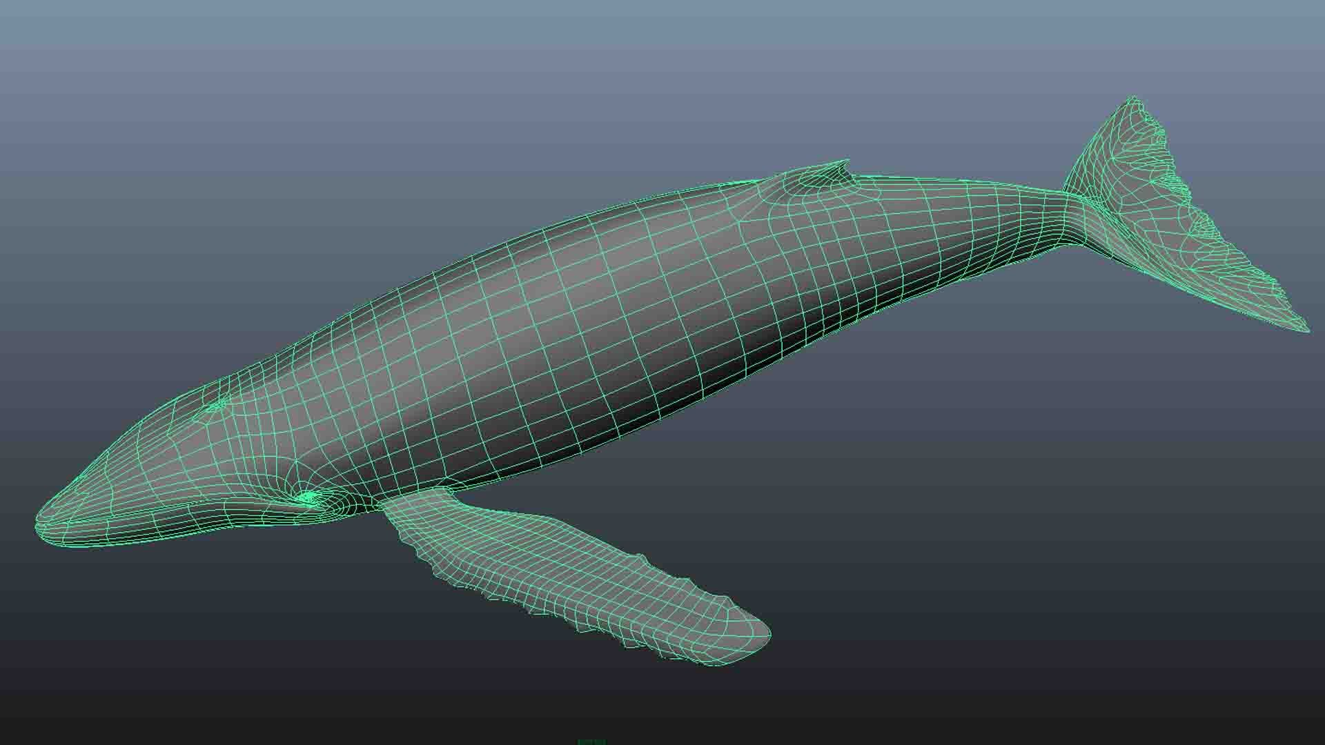 Humpback Whale 3D Model - TurboSquid 1804768