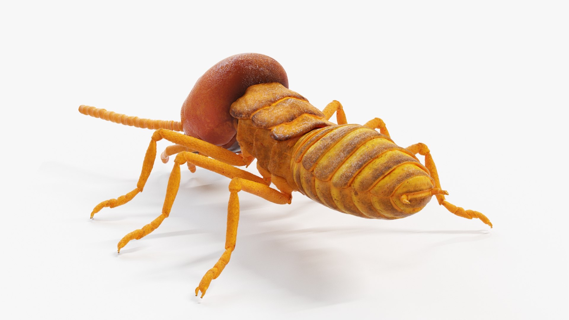 Termite Static 3D Model - TurboSquid 1967836
