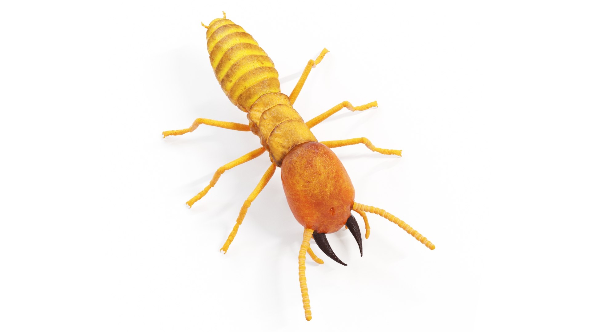 Termite Static 3D Model - TurboSquid 1967836