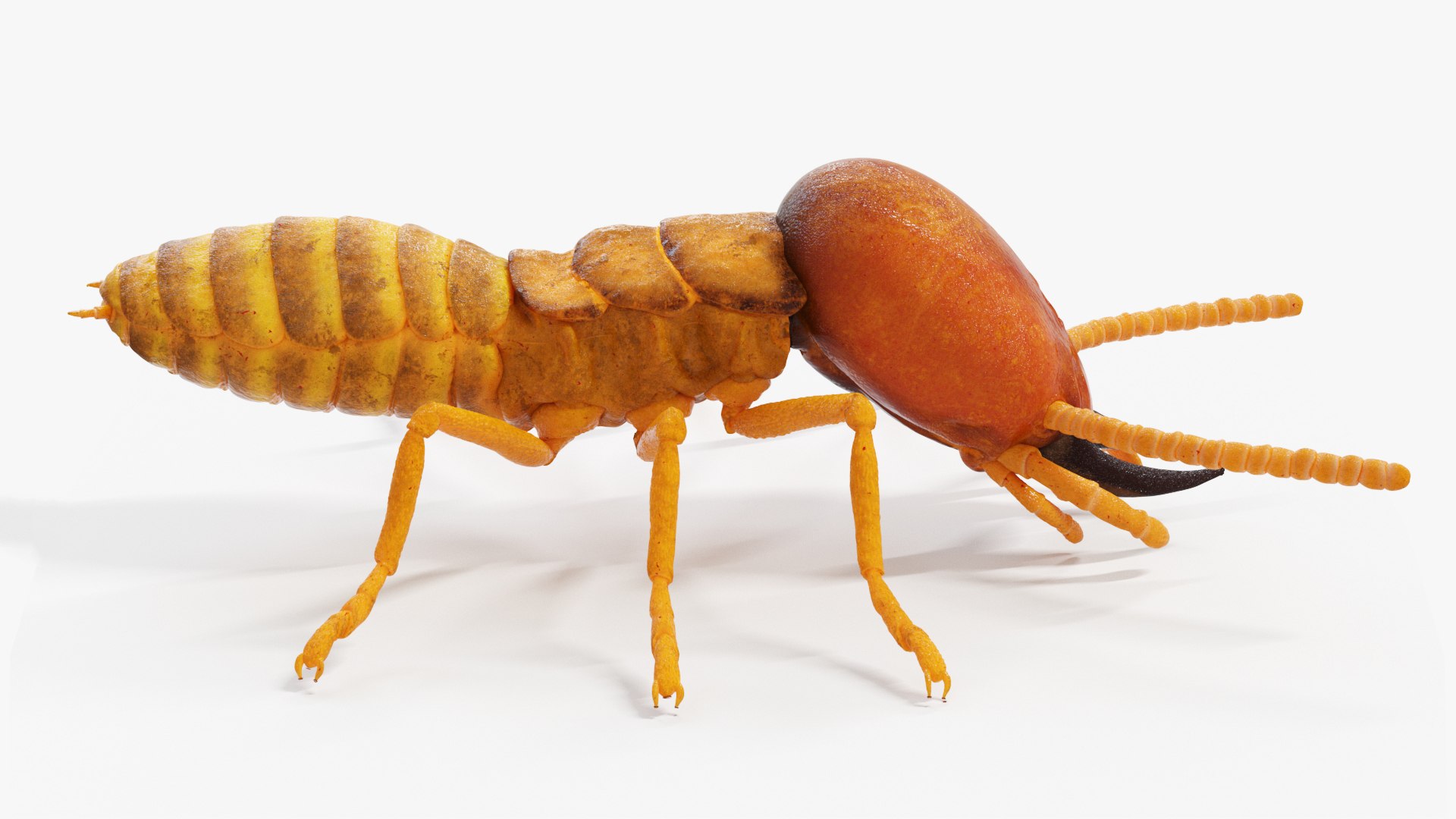 Termite Static 3D Model - TurboSquid 1967836