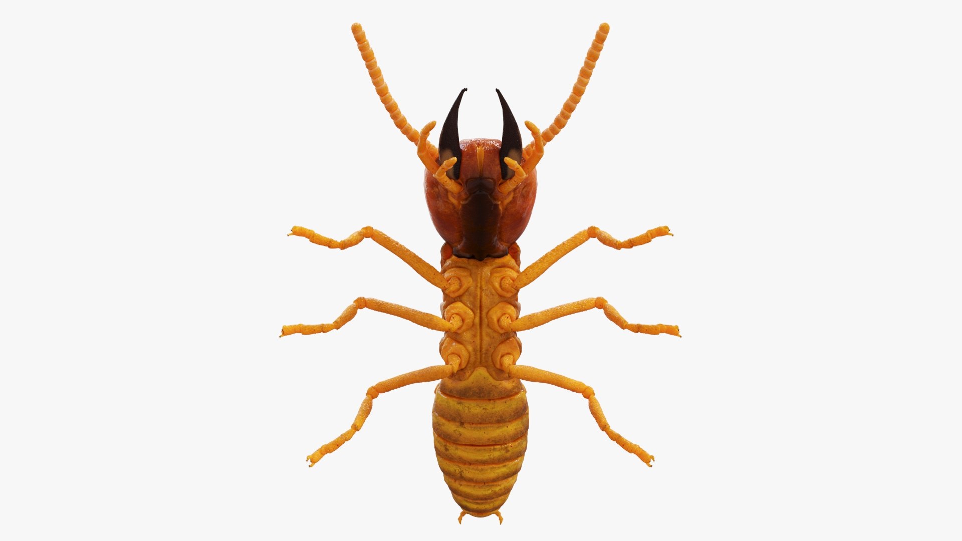 Termite Static 3D Model - TurboSquid 1967836