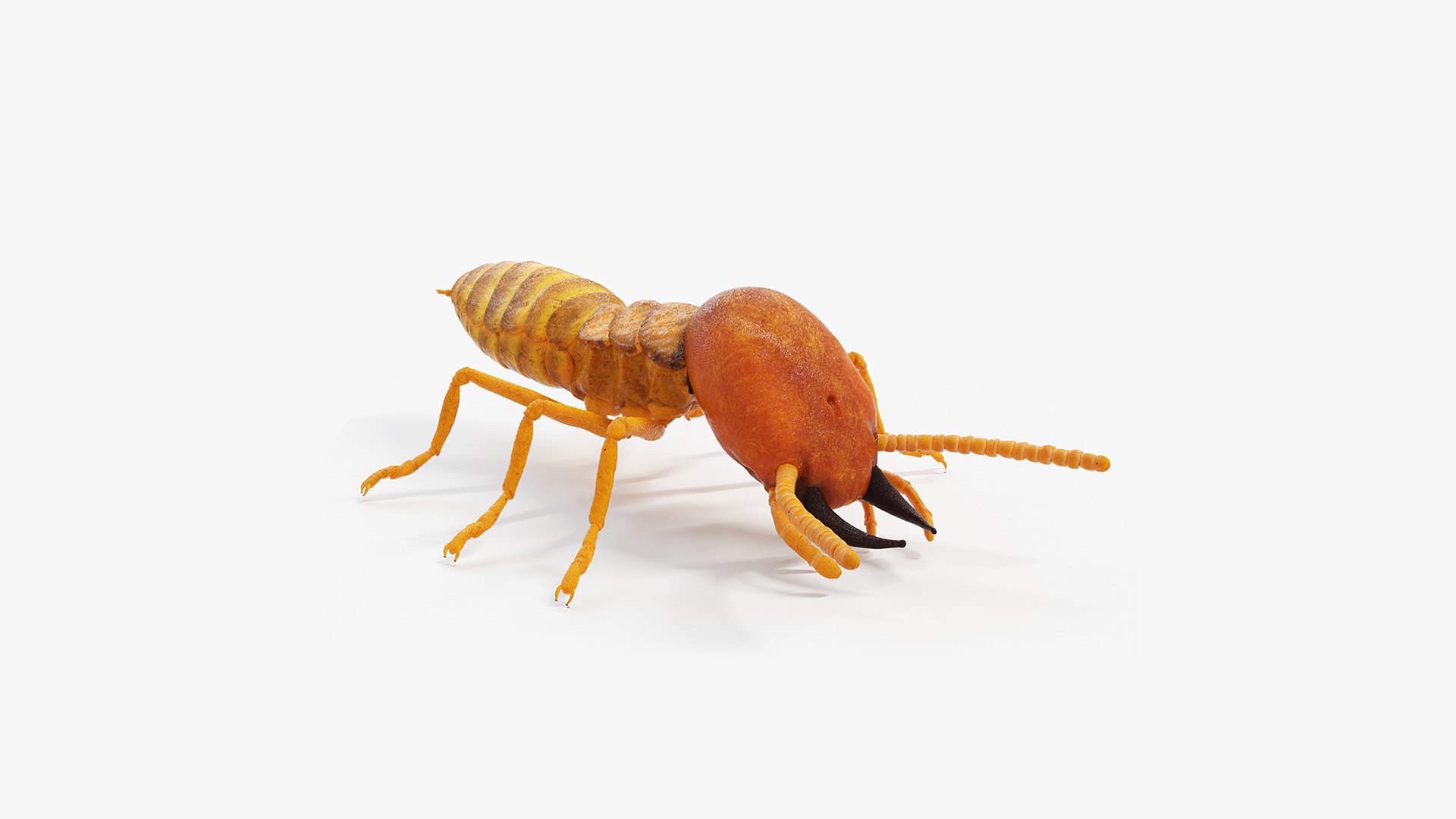 Termite Static 3D Model - TurboSquid 1967836