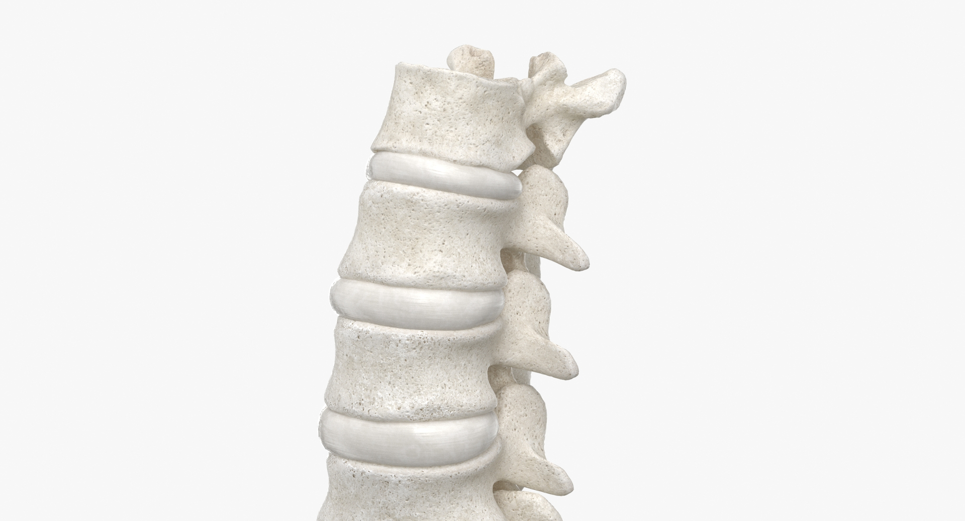 3D real human lumbar sacrum - TurboSquid 1639929