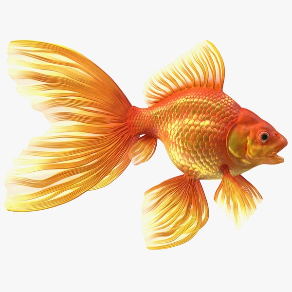 3D model Orange Fancy Fantail Goldfish - TurboSquid 1765750