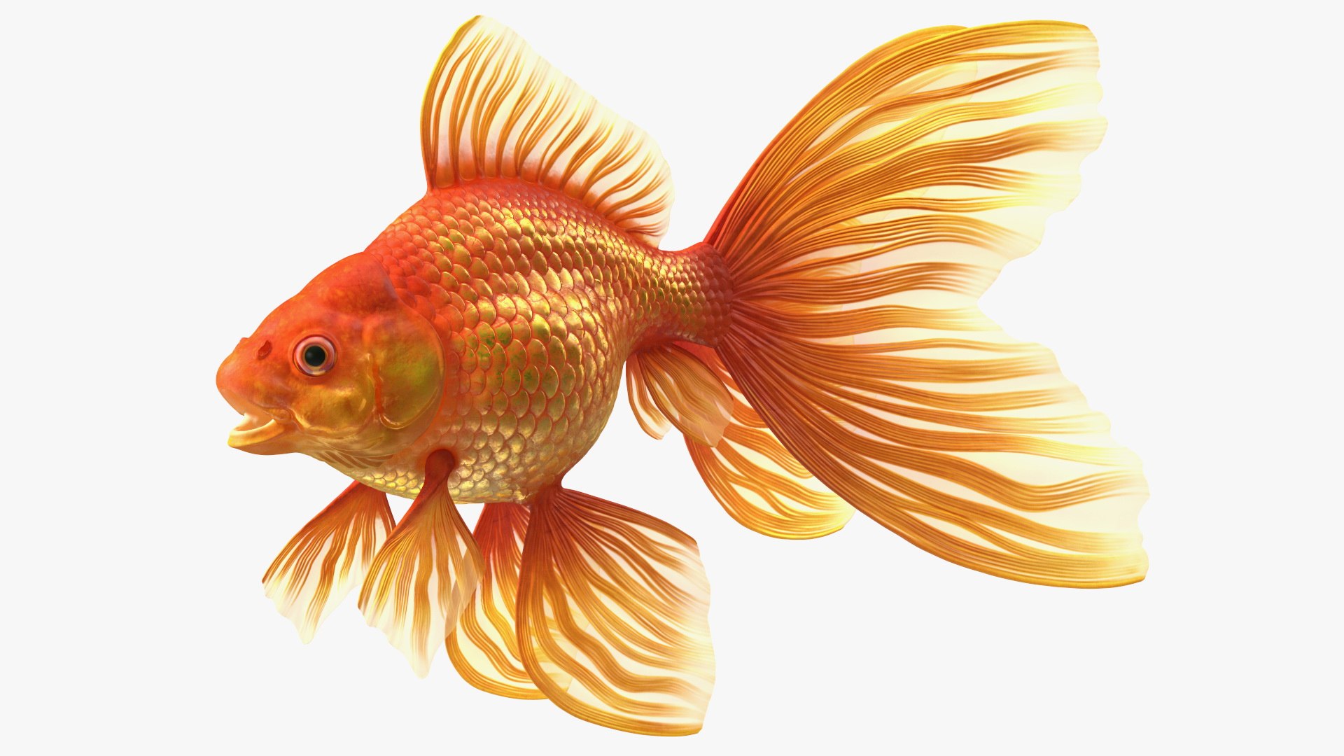 3D model Orange Fancy Fantail Goldfish - TurboSquid 1765750