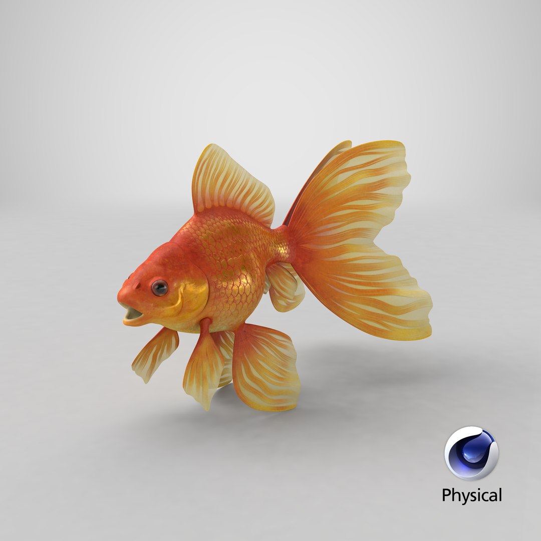 3D Model Orange Fancy Fantail Goldfish - TurboSquid 1765750