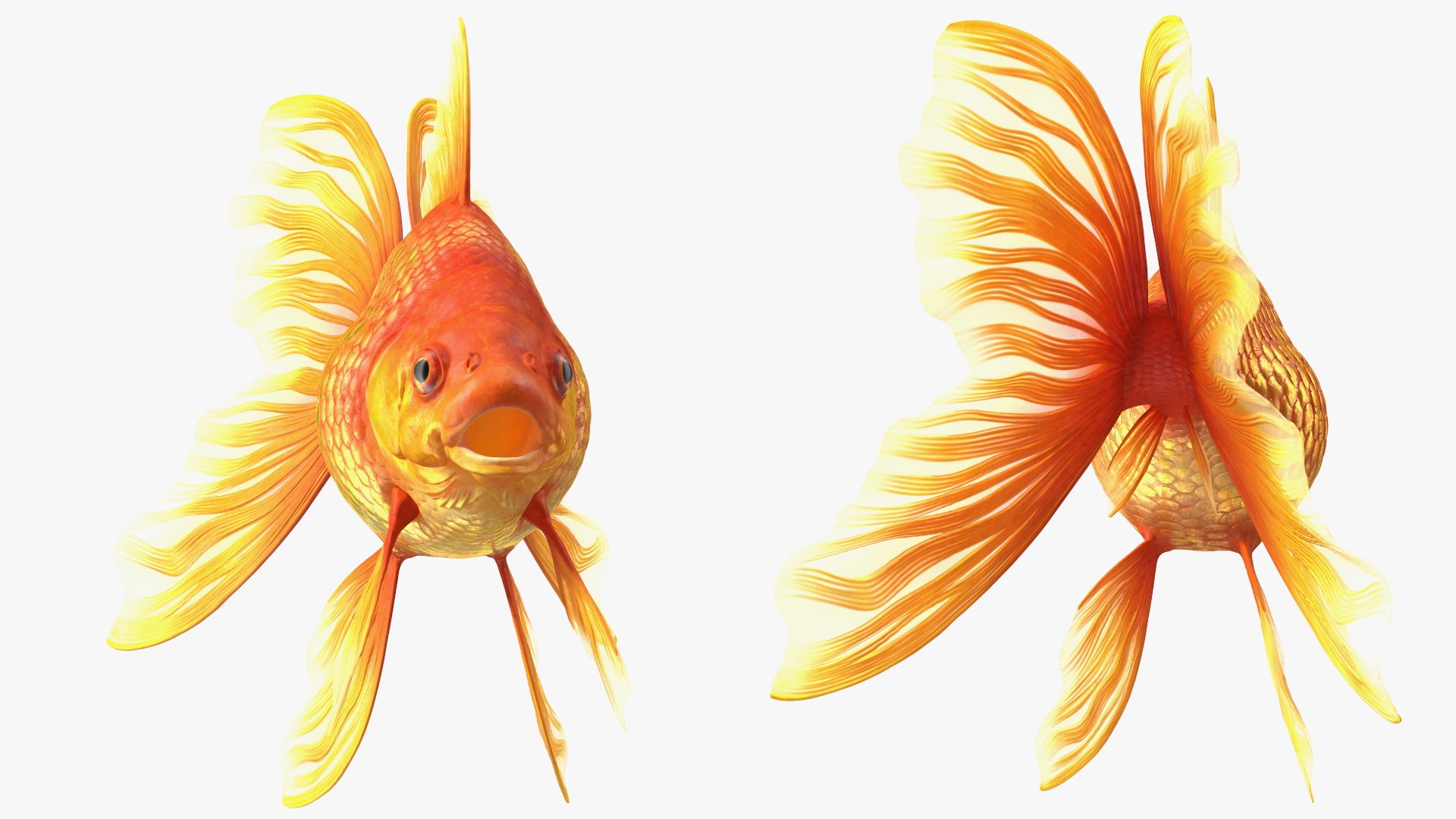 3D model Orange Fancy Fantail Goldfish - TurboSquid 1765750