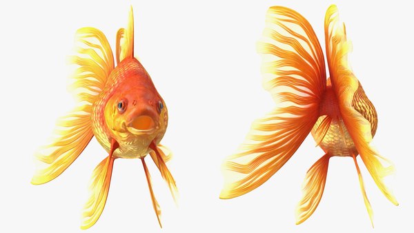 3D model Orange Fancy Fantail Goldfish - TurboSquid 1765750