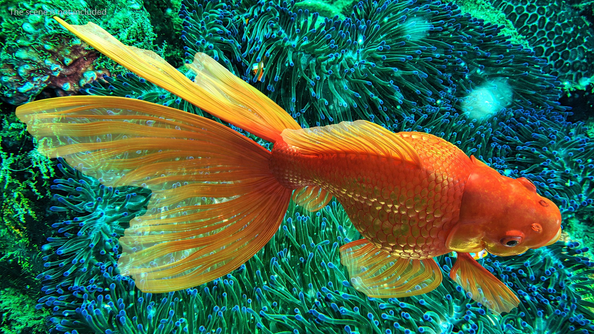 3D model Orange Fancy Fantail Goldfish - TurboSquid 1765750