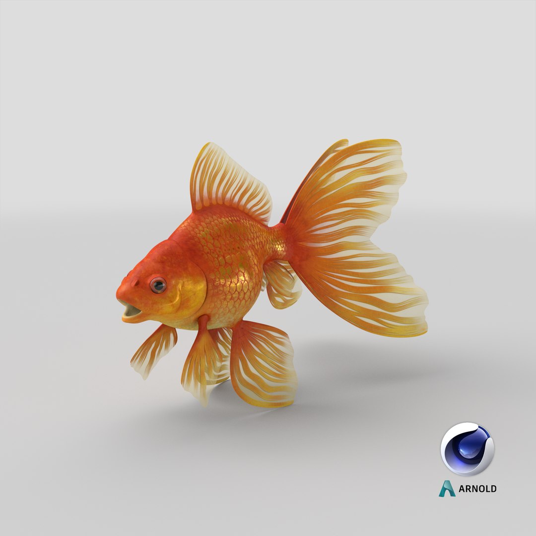 3D Model Orange Fancy Fantail Goldfish - TurboSquid 1765750