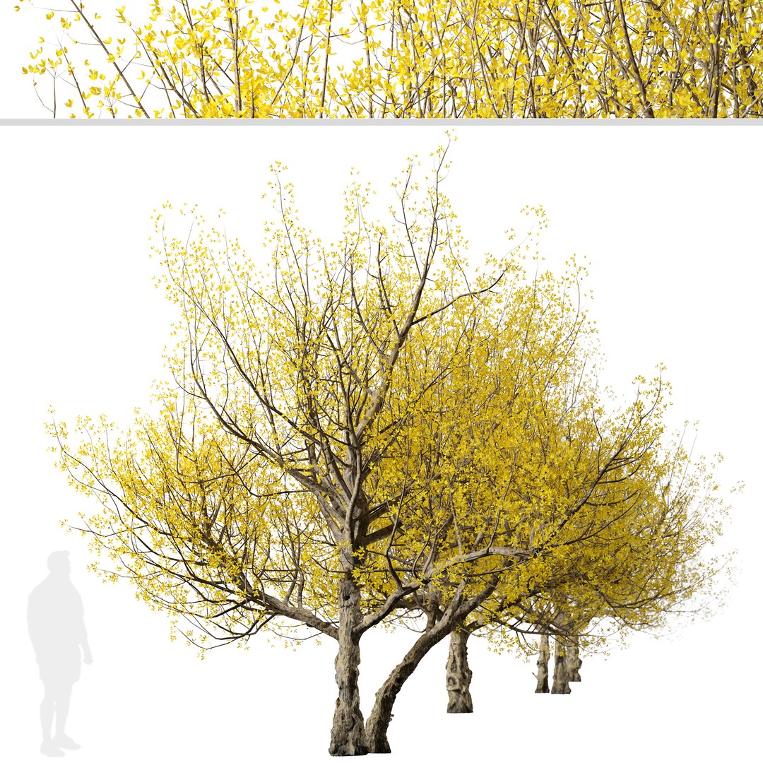 3D Set Of Flowering Cornus Mas Or Cornelian Cherry Trees - 2 Trees ...