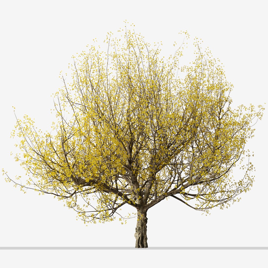 3D Set Of Flowering Cornus Mas Or Cornelian Cherry Trees - 2 Trees ...