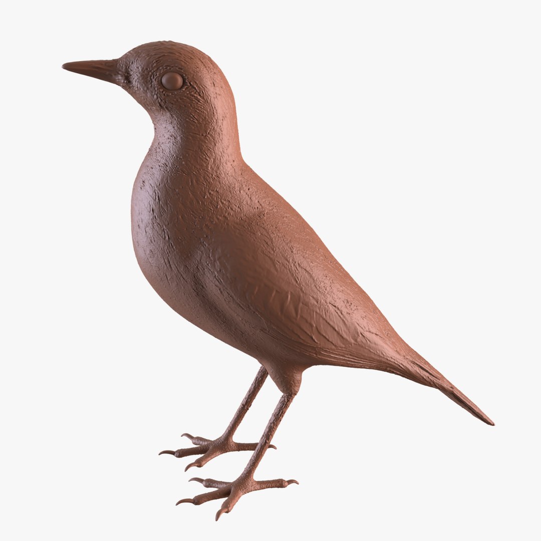 Pipit 3D - TurboSquid 2415177