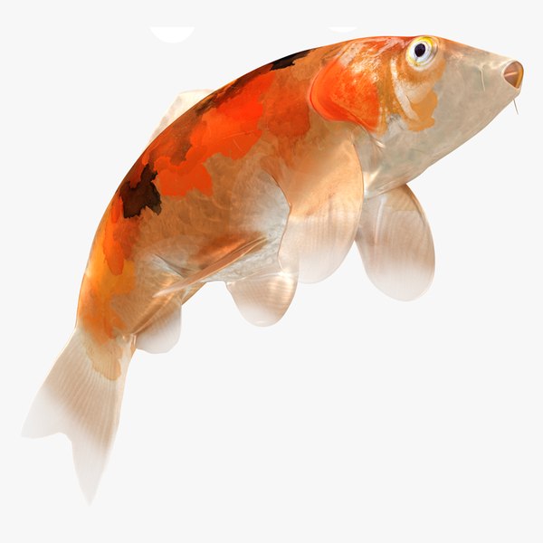 Koi 3D Models for Download | TurboSquid