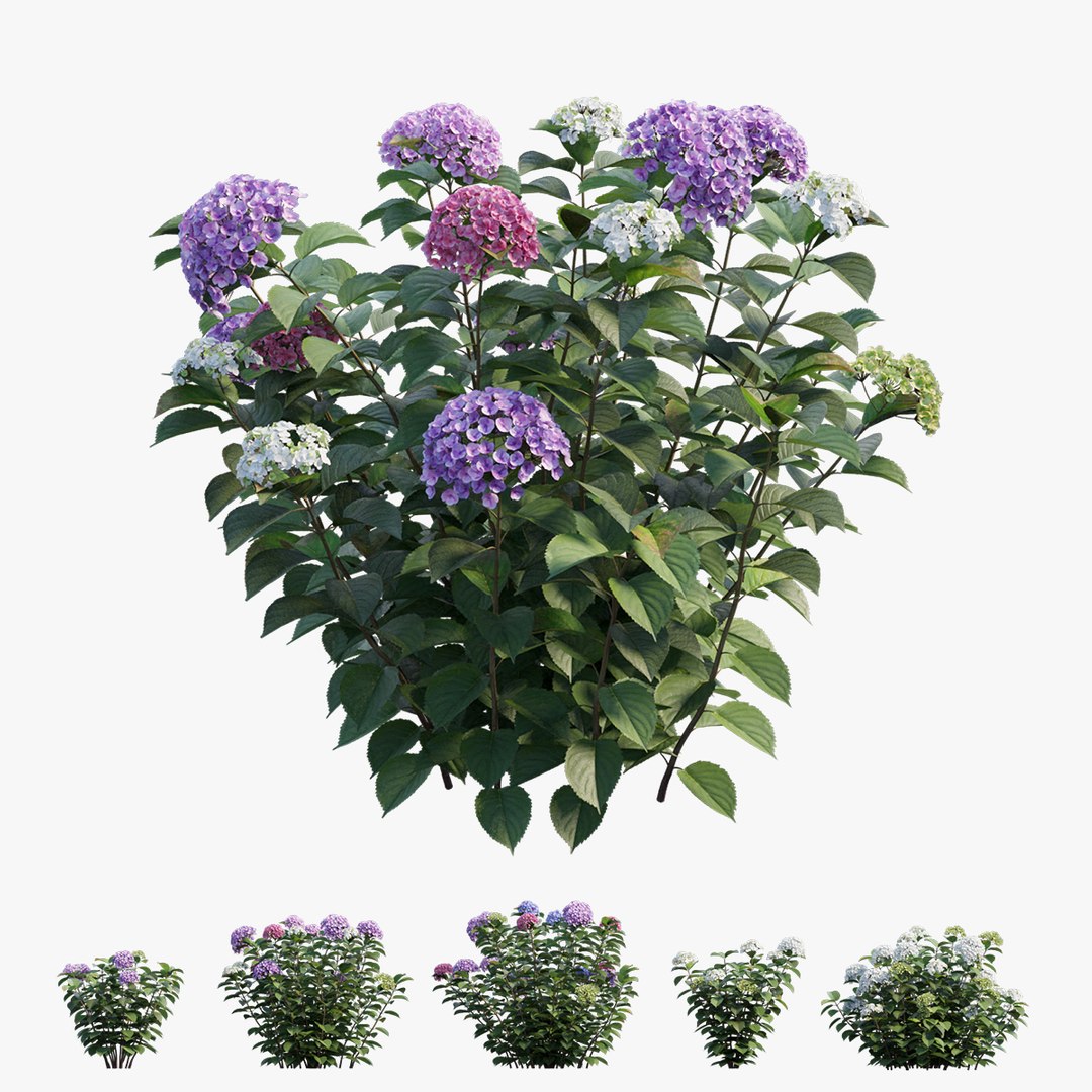 Hydrangea plant set 33 3D - TurboSquid 1696789