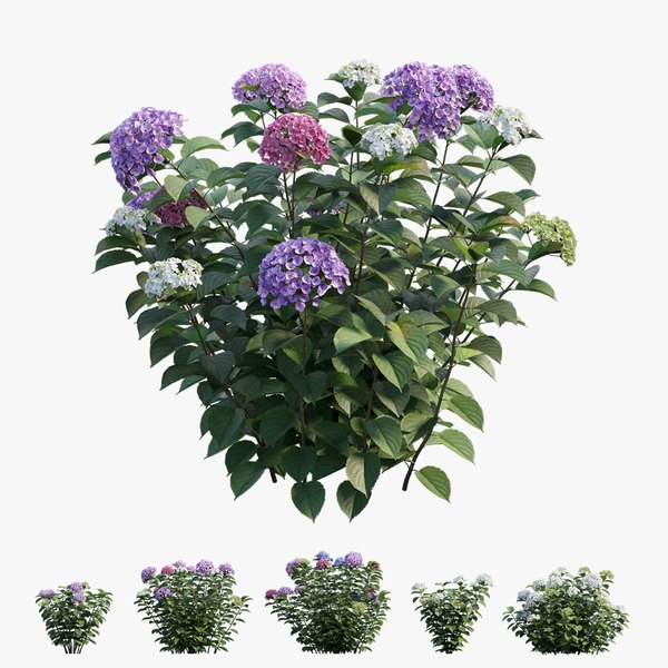 Hydrangea 3D Models for Download | TurboSquid